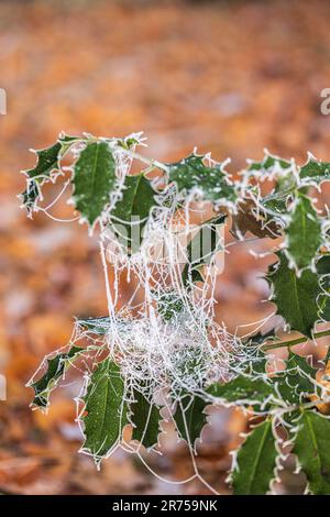 A closeup shot of spider web with plants and dark in the background ...