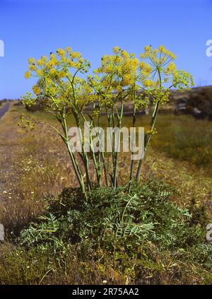 Villous deadly carrot (Thapsia villosa) is a poisonous perennial herb ...