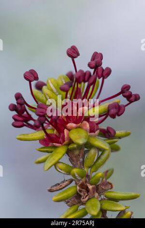 mountain crowberry (Empetrum hermaphroditum), blooming on a rock ...