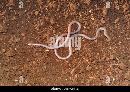 European blind snake, Greek blind snake, worm snake (Typhlops ...