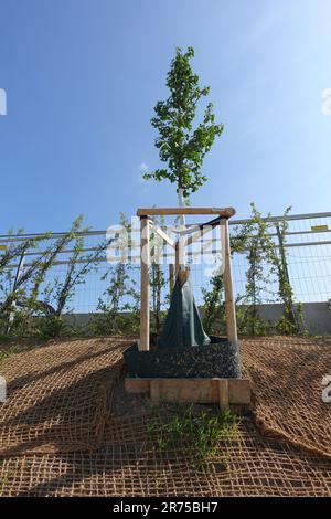 jute mats and newly planted tree for slope stabilisation, Germany ...