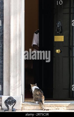 Larry The Cat at 10 Downing Street Stock Photo - Alamy