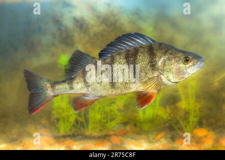 common perch, redfin perch, big-scaled redfin, English perch, Euro ...
