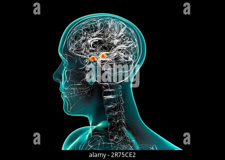 Amygdala in the brain. Computer illustration of a human brain with most ...