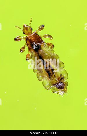 A vertical shot of a parasite Stock Photo - Alamy