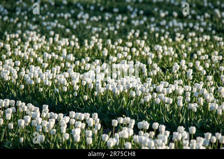 Tulip field from a bird's eye view, Schwaneberg, Saxony-Anhalt, Germany ...