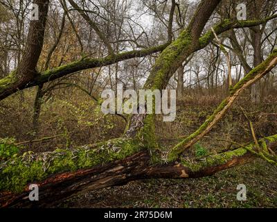 Lech floodplain near the hydroelectric power plant Rain, Lech dam Rain ...