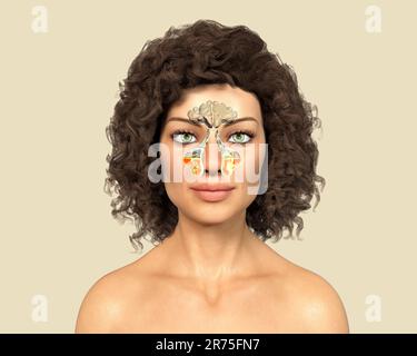 Sinus anatomy, computer illustration. The sinuses are membrane-lined ...