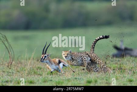 Cheetah (Acinonyx jubatus) chases an old Thomson's gazelle buck, Massai ...