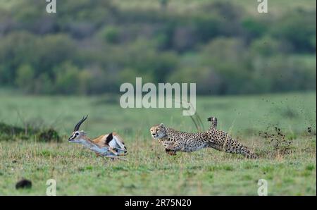Cheetah (Acinonyx jubatus) chases an old Thomson's gazelle buck, Massai ...