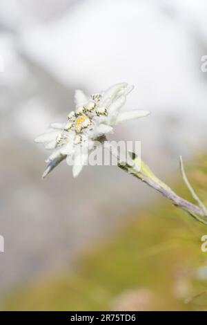 Edelweiss flowers close up view in Vanoise national Park, France Stock ...