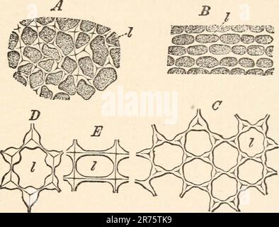 Elements of plant anatomy; (1895 Stock Photo - Alamy