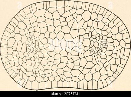 "Elements of plant anatomy;" (1895 Stock Photo - Alamy