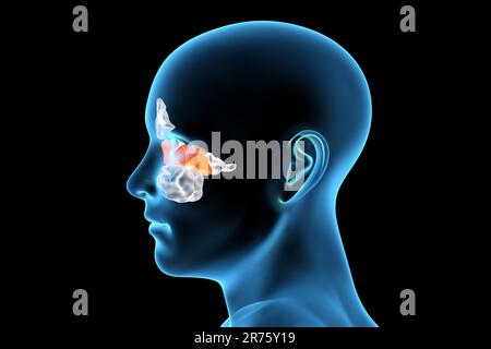 Paranasal sinuses side view illustration Stock Photo - Alamy