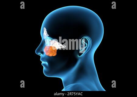 Paranasal sinuses side view illustration Stock Photo - Alamy