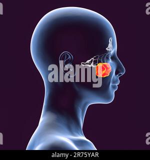 Paranasal sinuses side view illustration Stock Photo - Alamy