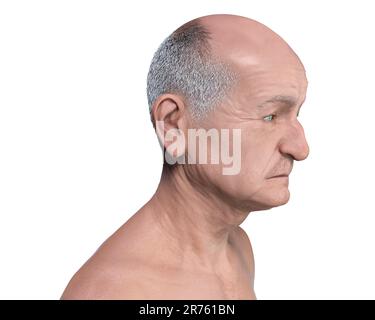 Male nervous system, computer illustration Stock Photo - Alamy