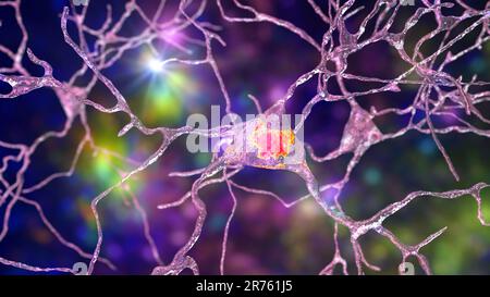 Neurons, brain cells located in the amygdala, computer illustration ...
