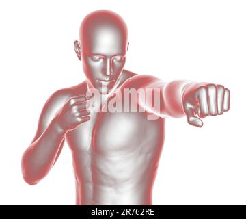 Anatomy of a boxer, computer illustration. Human male body in boxing ...