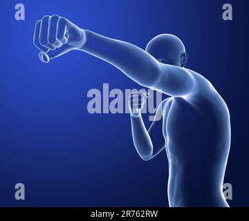 Anatomy of a boxer, computer illustration. Human male body in boxing ...