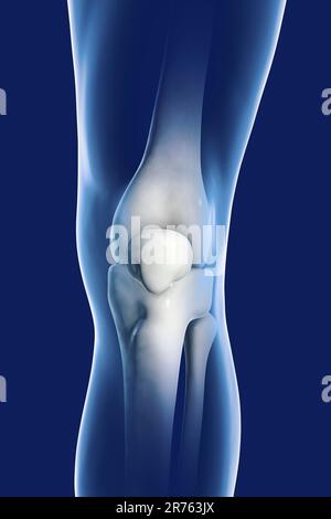 Human knee joint, computer artwork Stock Photo - Alamy