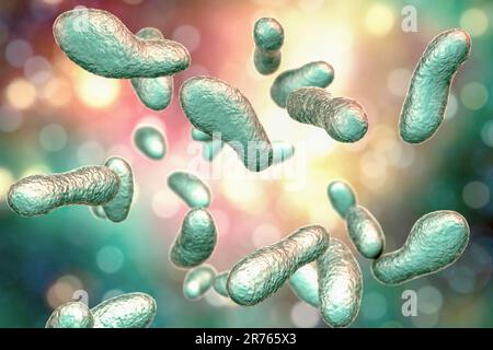 Q fever bacteria (Coxiella burnetii), computer illustration. Coxiella ...