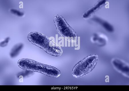Q fever bacteria (Coxiella burnetii), computer illustration. Coxiella ...