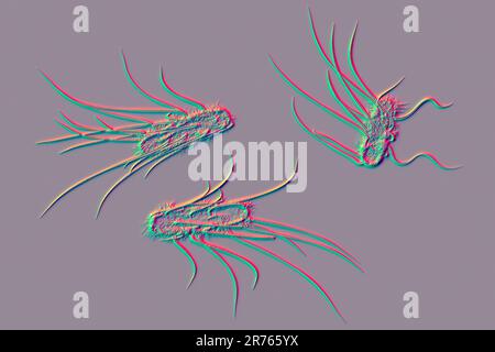 Escherichia coli bacteria, computer illustration. E. coli is a rod ...