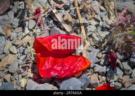 two fallen red leafs of a poppie in a stoned sandy floor Stock Photo ...