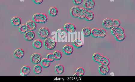 Pediococcus bacteria, illustration Stock Photo - Alamy