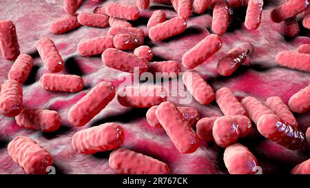 Enterobacter sp. bacteria, computer illustration. These are Gram ...