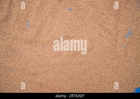 Golden Dry Paddy seed Texture Background natural view Stock Photo - Alamy