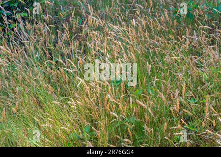 Sweet Vernal grass growing in a meadow in Pennsylvania Stock Photo - Alamy