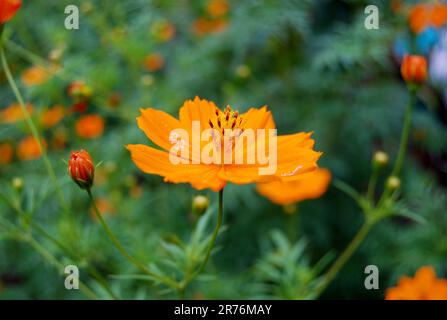 A bright orange Atapethiya flower growing in the garden Stock Photo - Alamy