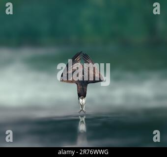 An osprey diving into water and hunting fish with spread curved claws ...