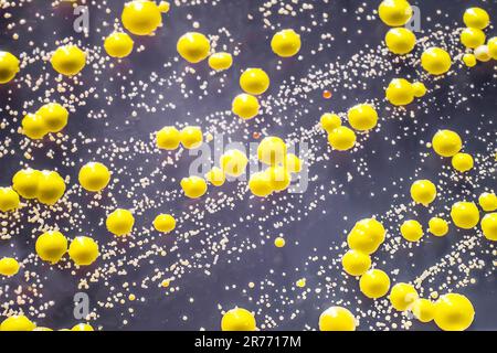 Bacteria grown from a skin smear, colonies of Micrococcus luteus and ...