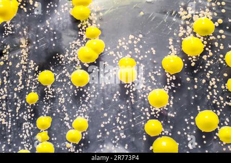 Bacteria grown from a skin smear, colonies of Micrococcus luteus and ...