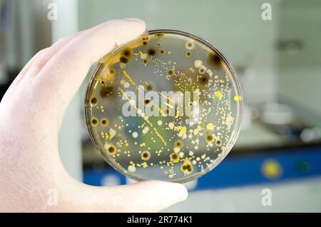 Fungi grown on agar plate Stock Photo - Alamy