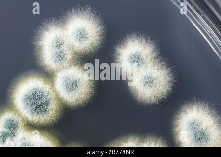Colonies of Penicillium fungi grown on Sabouraud Dextrose Agar (SDA ...