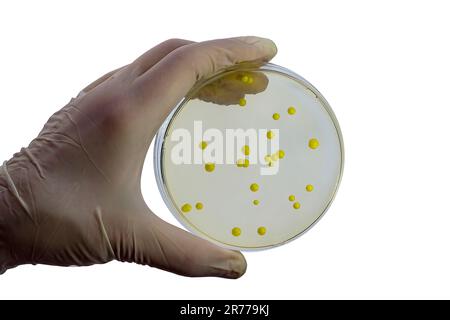 Colonies of bacteria Micrococcus luteus on Petri dish with Tryptic soy ...