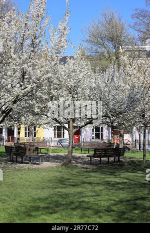Spring blossom on Chalcot Square in Primrose Hill, north London, UK ...
