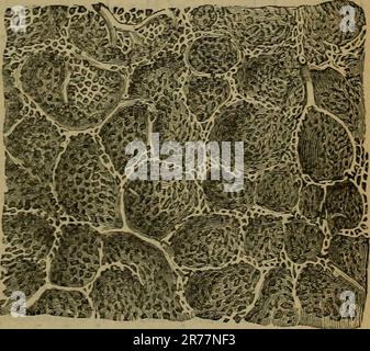 Elements of histology (1883 Stock Photo - Alamy