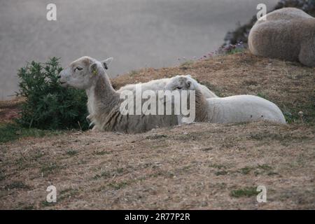 Sheep on outcrops above Rhossili Bay Gower Peninsula Wales Stock Photo ...