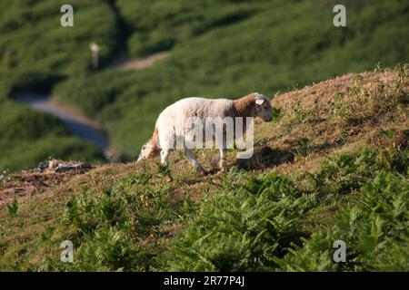 Sheep on outcrops above Rhossili Bay Gower Peninsula Wales Stock Photo ...
