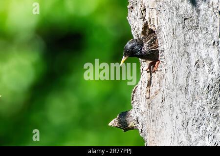 European starling in northern flicker nest cavity Stock Photo - Alamy