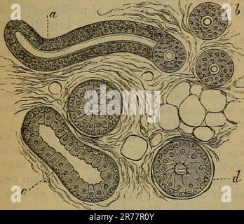 . Elements of histology Stock Photo - Alamy