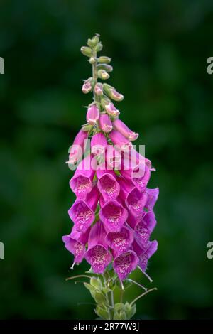 DIGITALIS PURPUREA The foxglove Stock Photo - Alamy