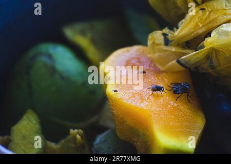 leftover Cameroon mango in the garbage can with flies on top Stock ...
