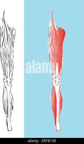 Anatomic leg muscular system Stock Vector Image & Art - Alamy