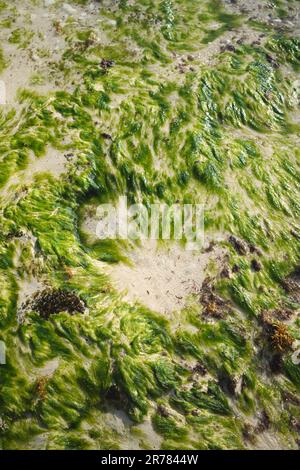 Seaweed on the beach at Playa Del Carmen Yucatan Mexico Stock Photo - Alamy